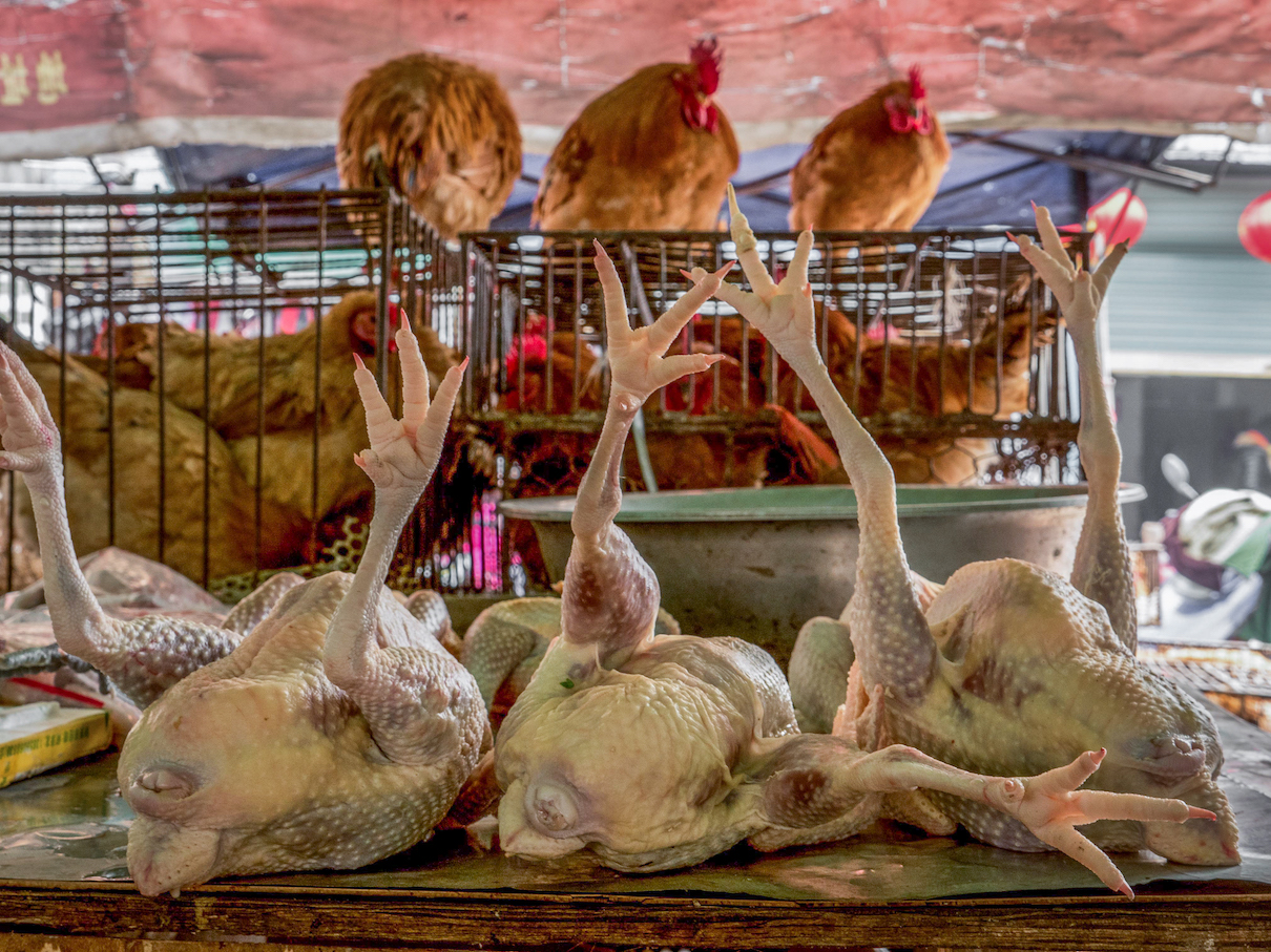 Autoridades chinesas vão encerrar mercados de aves vivas